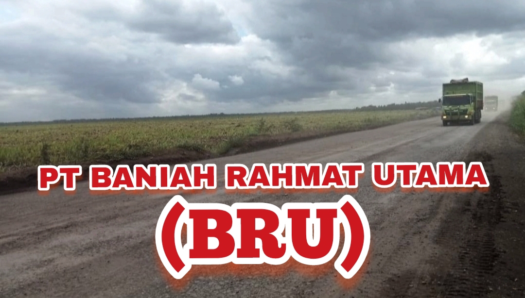 Setelah Merampas Lahan Warga, Ternyata PT BRU Garap Ratusan Hektar ...